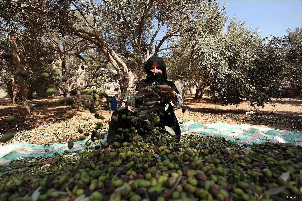 Gaza has bumper olive season – Middle East Monitor