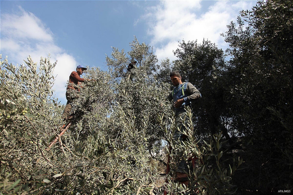 Gaza has bumper olive season – Middle East Monitor