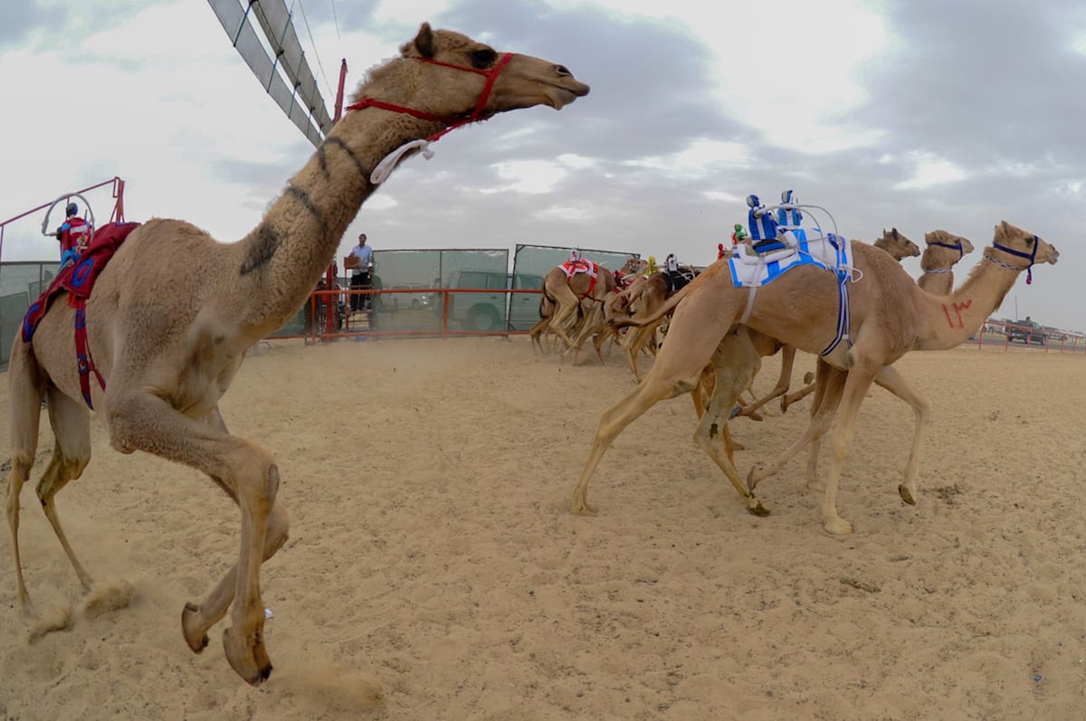 Camel racing in Kuwait – Middle East Monitor