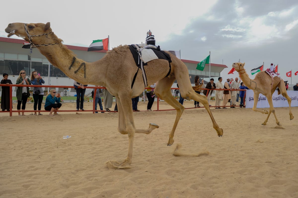 Camel racing in Kuwait – Middle East Monitor