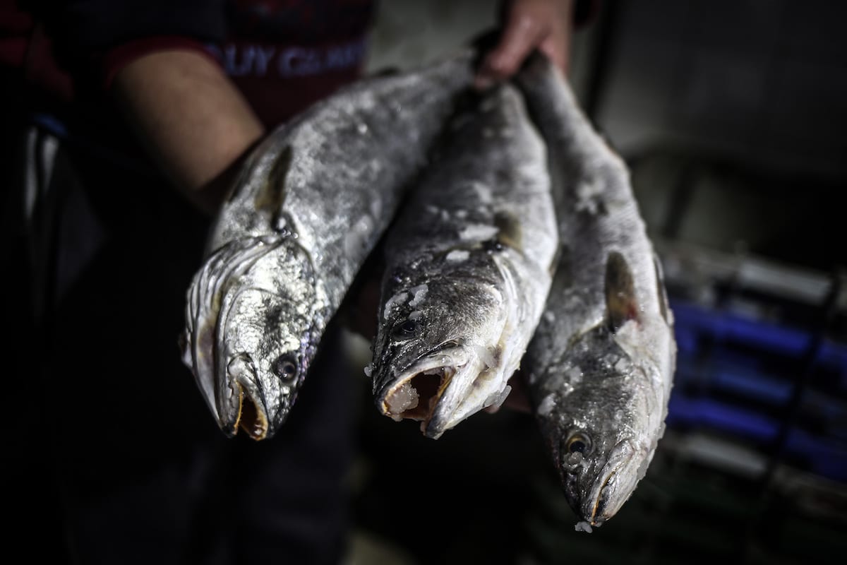 Gaza fish market opened – Middle East Monitor