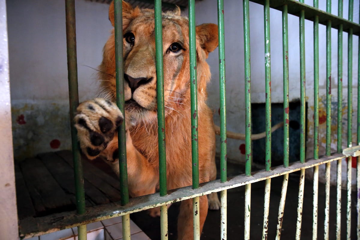 Uday Hussein’s Lions – Middle East Monitor