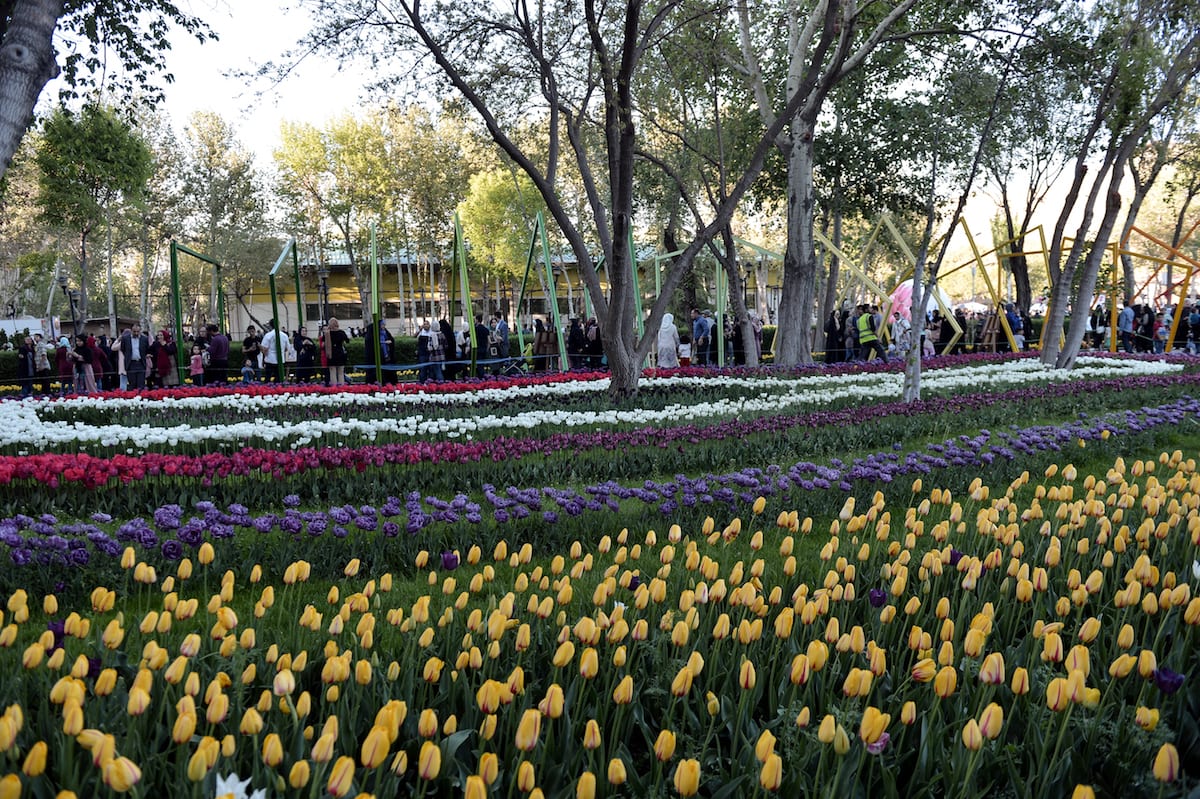 Tulip festival in Iran – Middle East Monitor