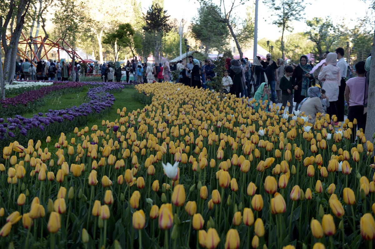 Tulip festival in Iran – Middle East Monitor