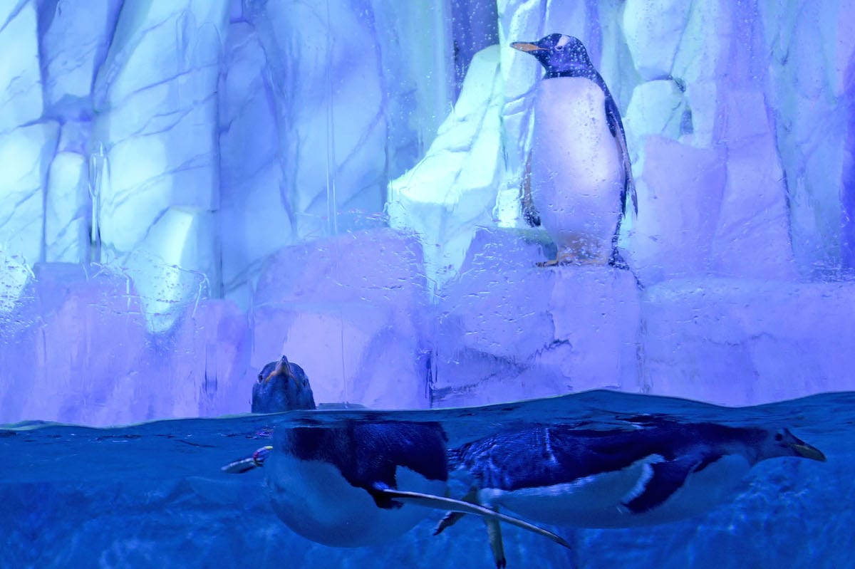 Gentoo penguins at Istanbul Zoo – Middle East Monitor