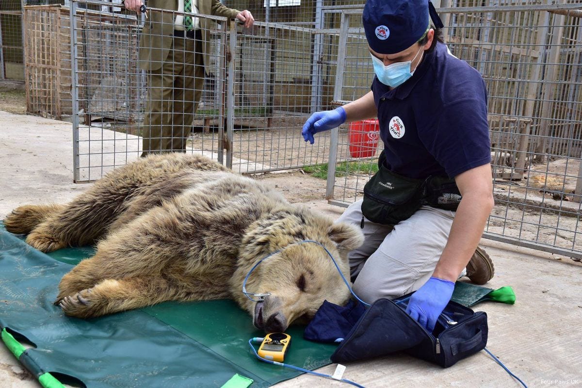 Mosul zoo’s lion and bear safe in Jordan – Middle East Monitor