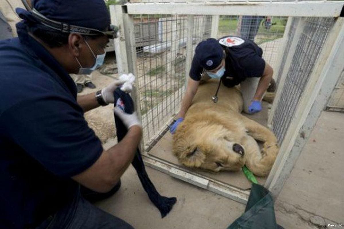Mosul zoo’s lion and bear safe in Jordan – Middle East Monitor