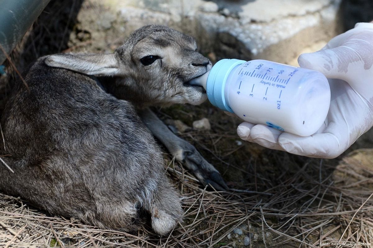 Twin gazelles born in Turkey – Middle East Monitor