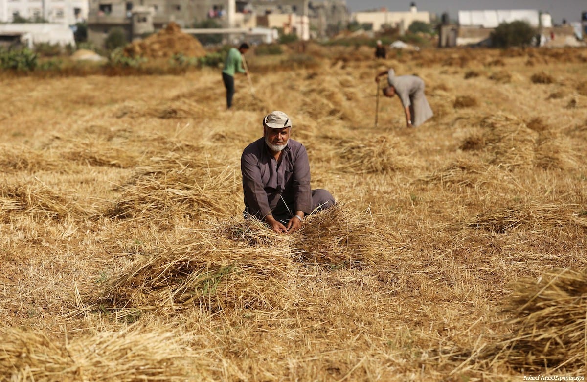 The harvest is great! – Middle East Monitor