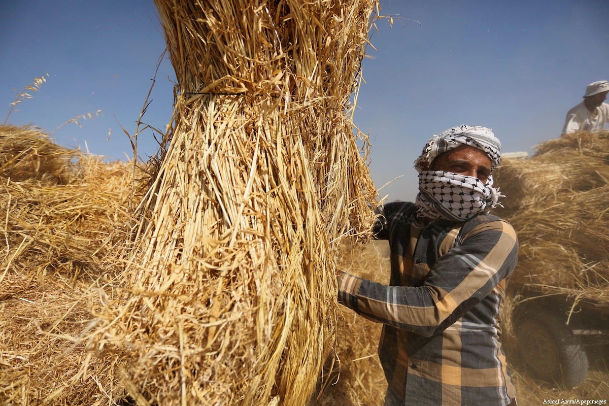 The harvest is great! – Middle East Monitor