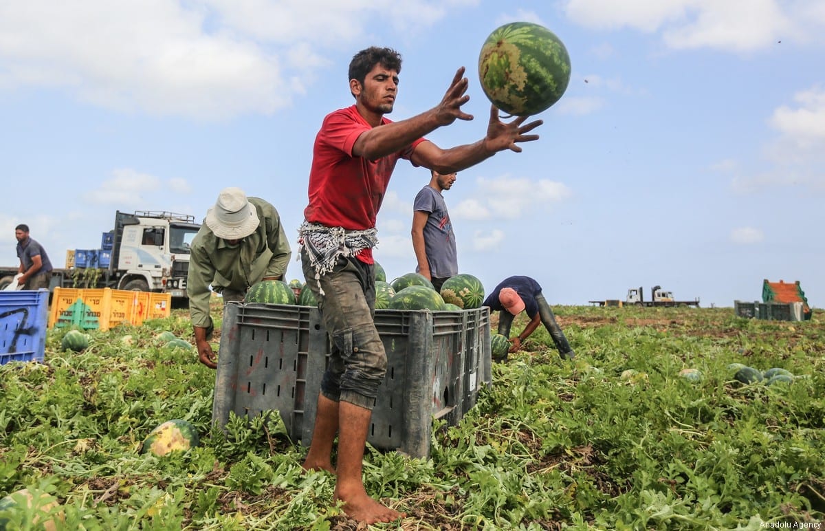 Sweet! Gaza harvests watermelons – Middle East Monitor