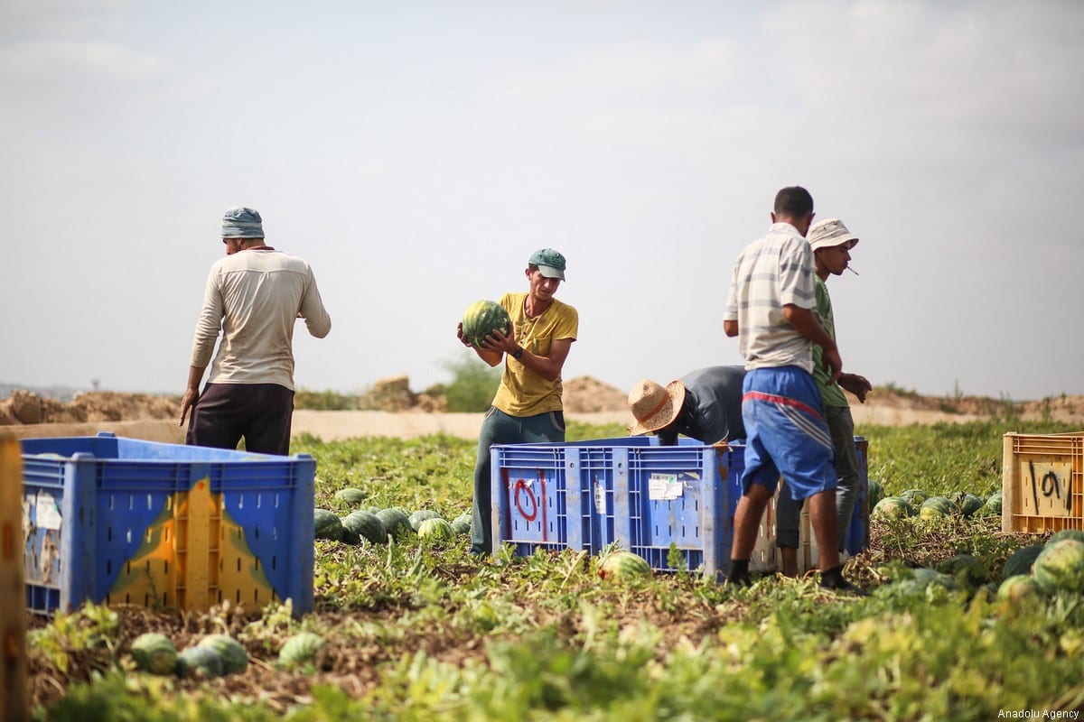 Sweet! Gaza harvests watermelons – Middle East Monitor