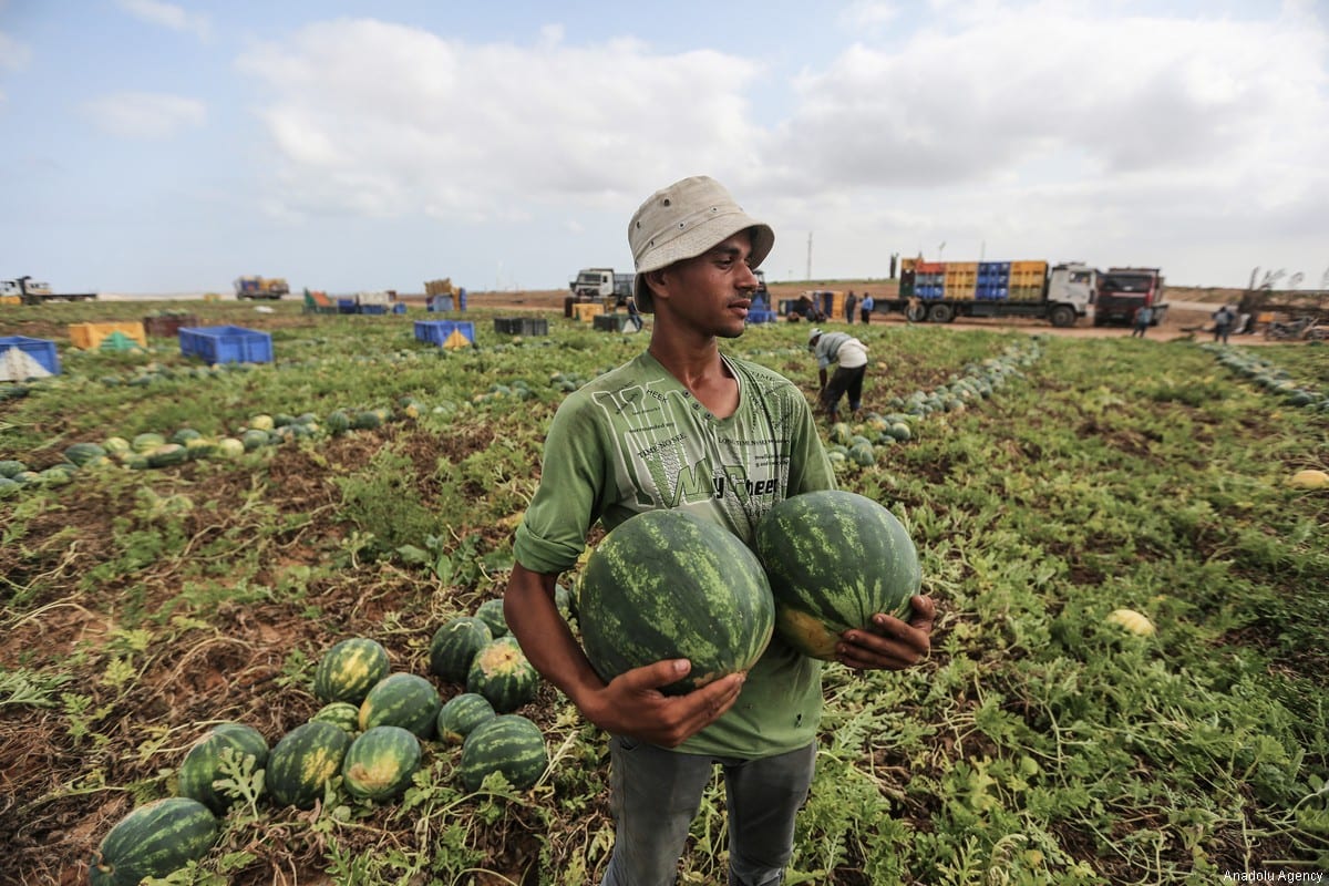 Sweet! Gaza harvests watermelons – Middle East Monitor