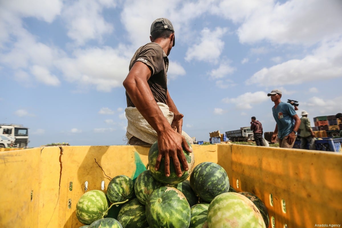 Sweet! Gaza harvests watermelons – Middle East Monitor