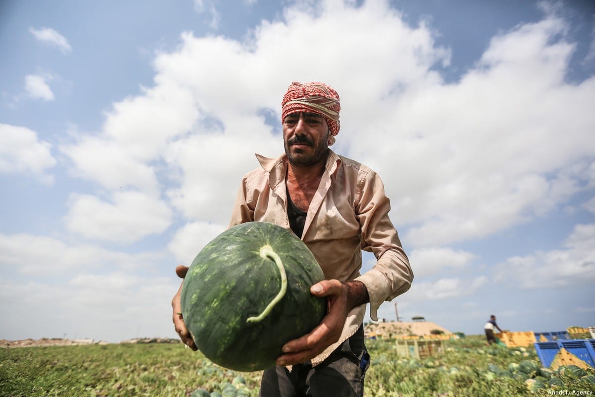 Sweet! Gaza harvests watermelons – Middle East Monitor