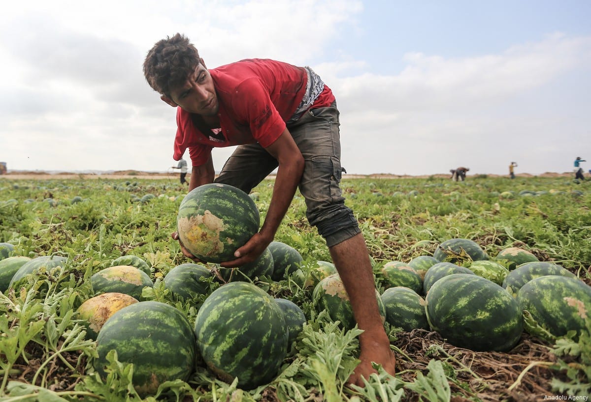 Sweet! Gaza harvests watermelons – Middle East Monitor