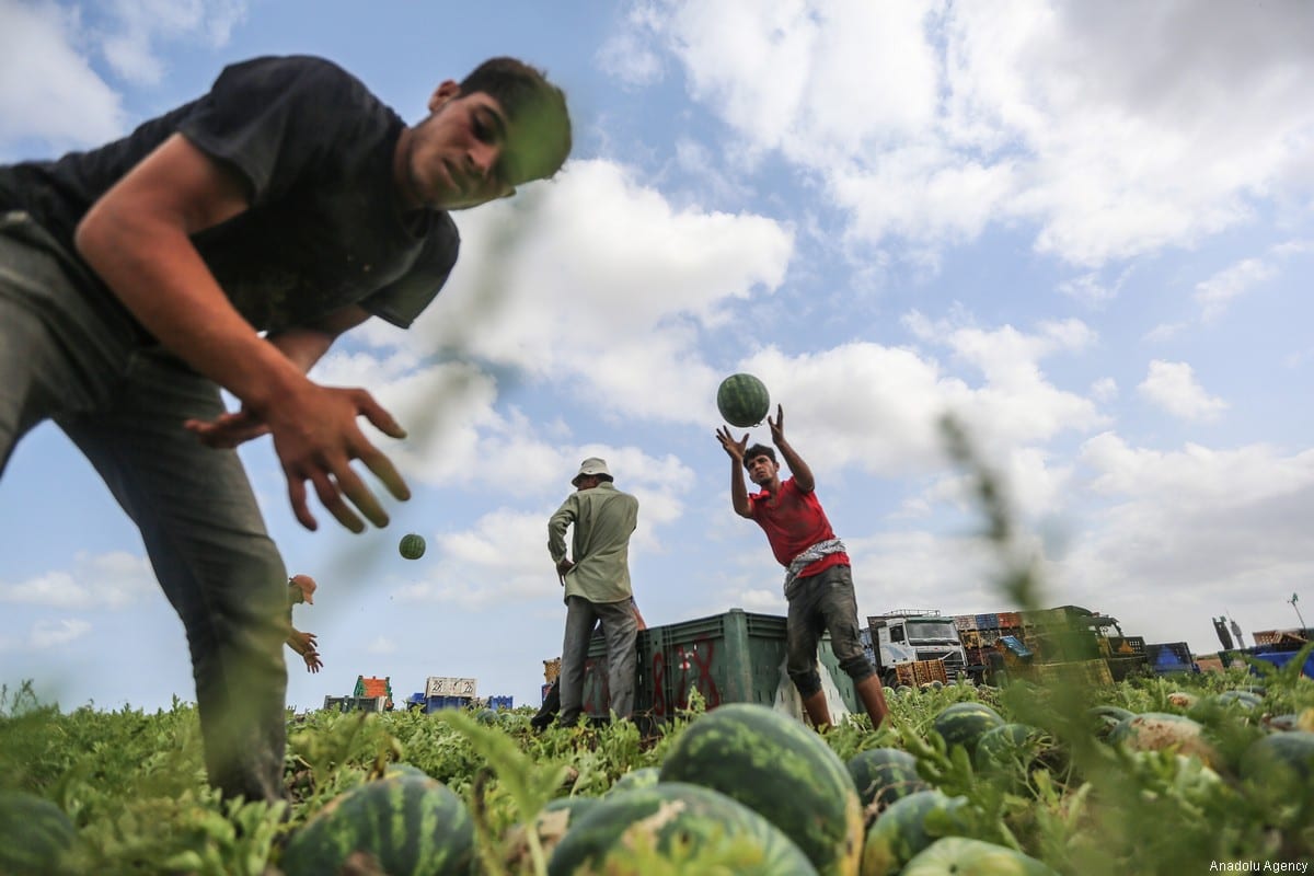 Sweet! Gaza harvests watermelons – Middle East Monitor