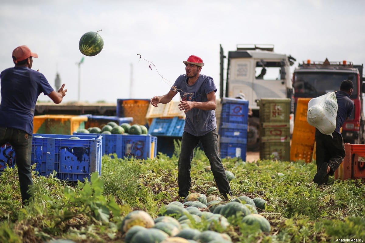 Sweet! Gaza harvests watermelons – Middle East Monitor