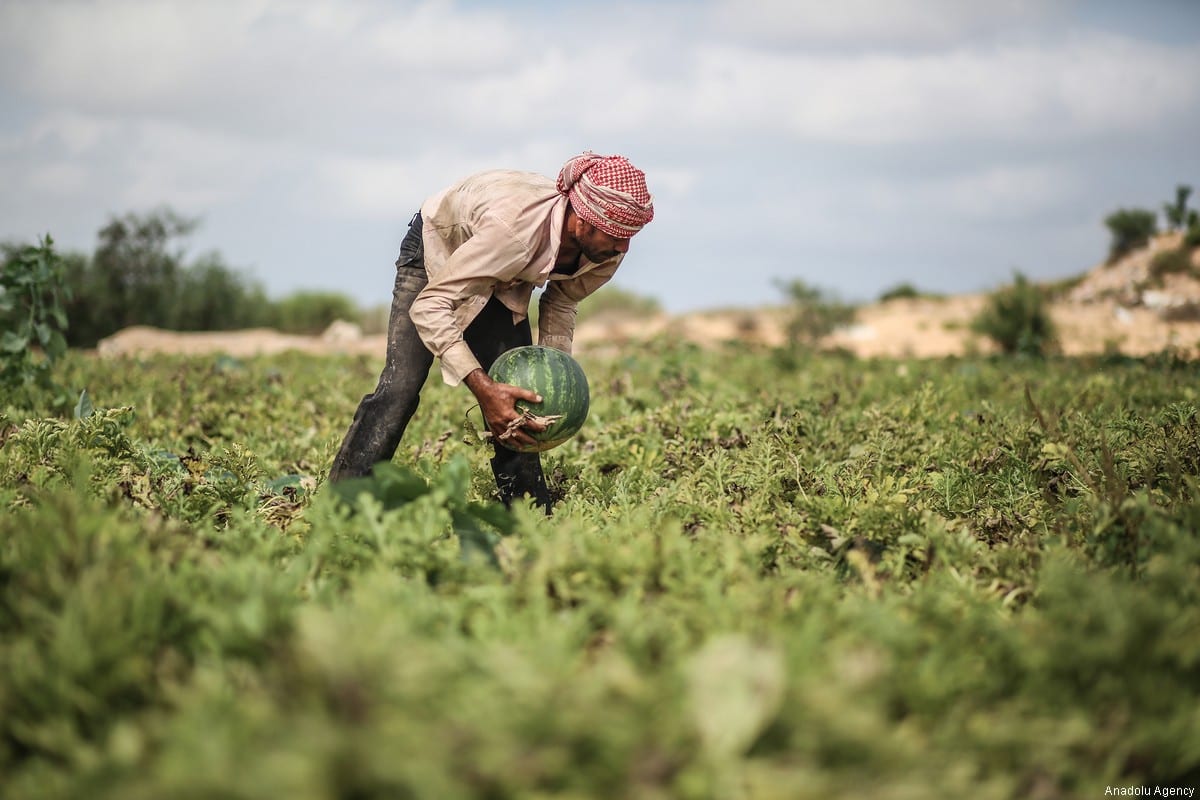 Sweet! Gaza harvests watermelons – Middle East Monitor