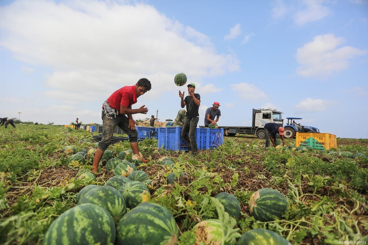 Sweet! Gaza harvests watermelons – Middle East Monitor