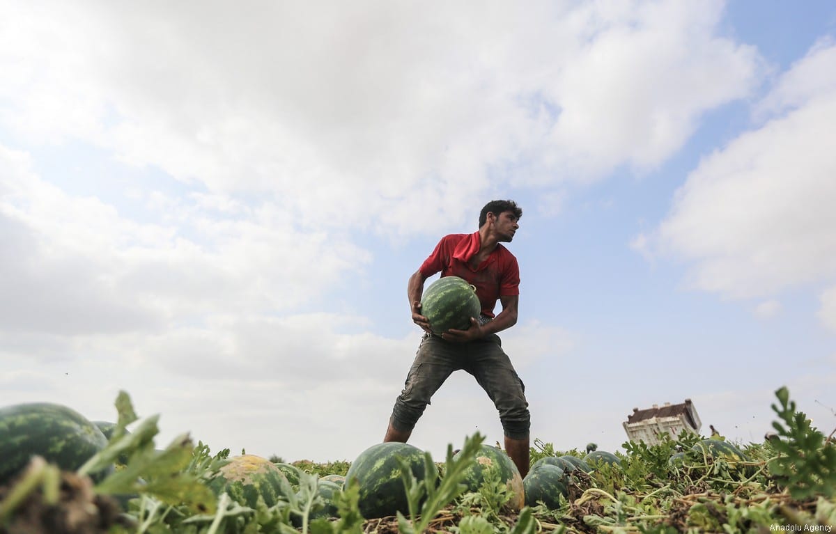 Sweet! Gaza harvests watermelons – Middle East Monitor