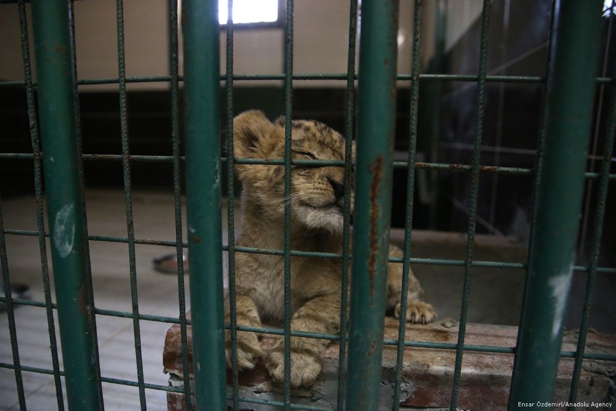 Lion Cub – Middle East Monitor