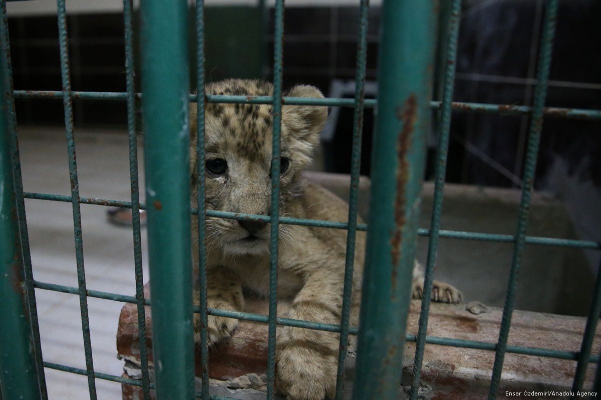 Lion Cub – Middle East Monitor