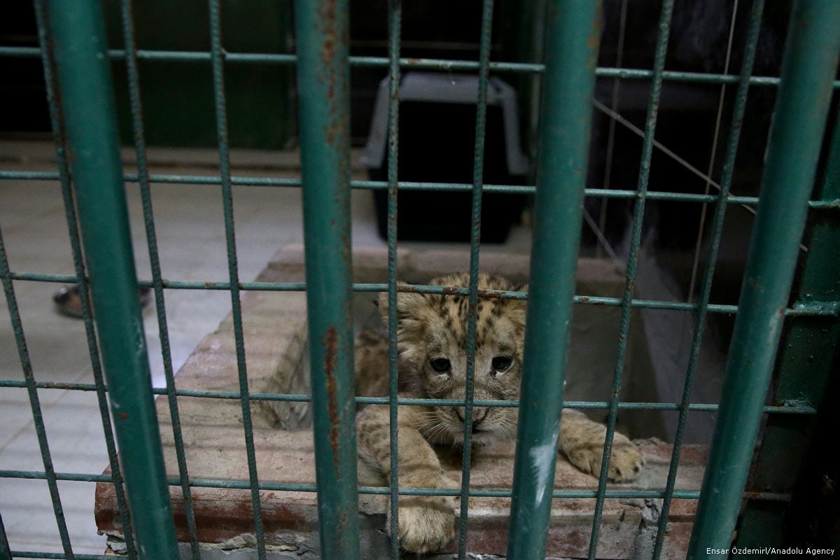 Lion Cub – Middle East Monitor