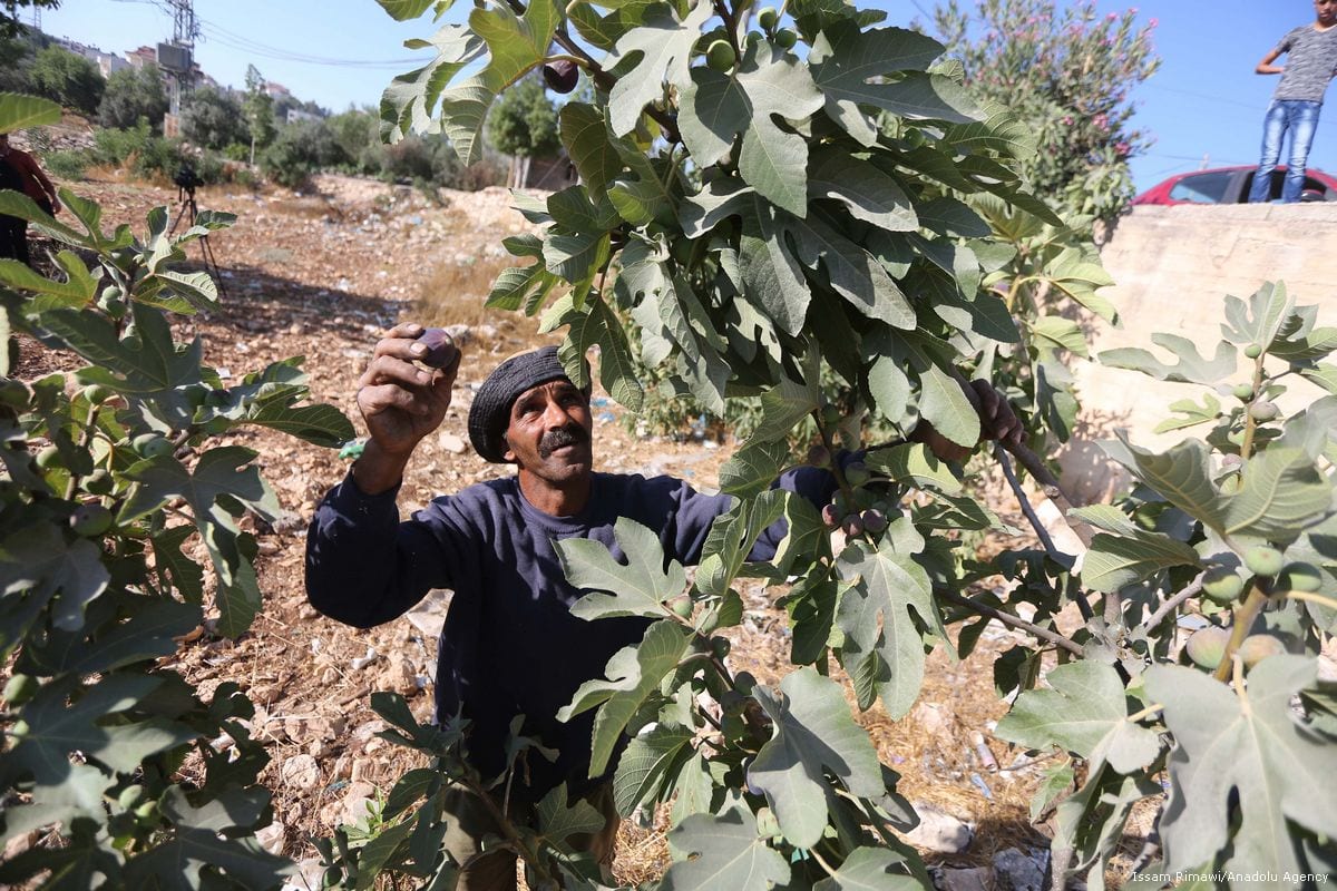 Fig Farm – Middle East Monitor