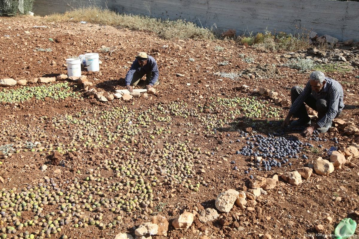 Fig Farm – Middle East Monitor