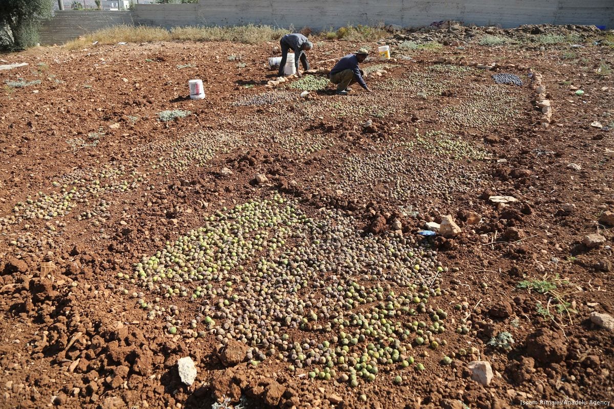 Fig Farm – Middle East Monitor