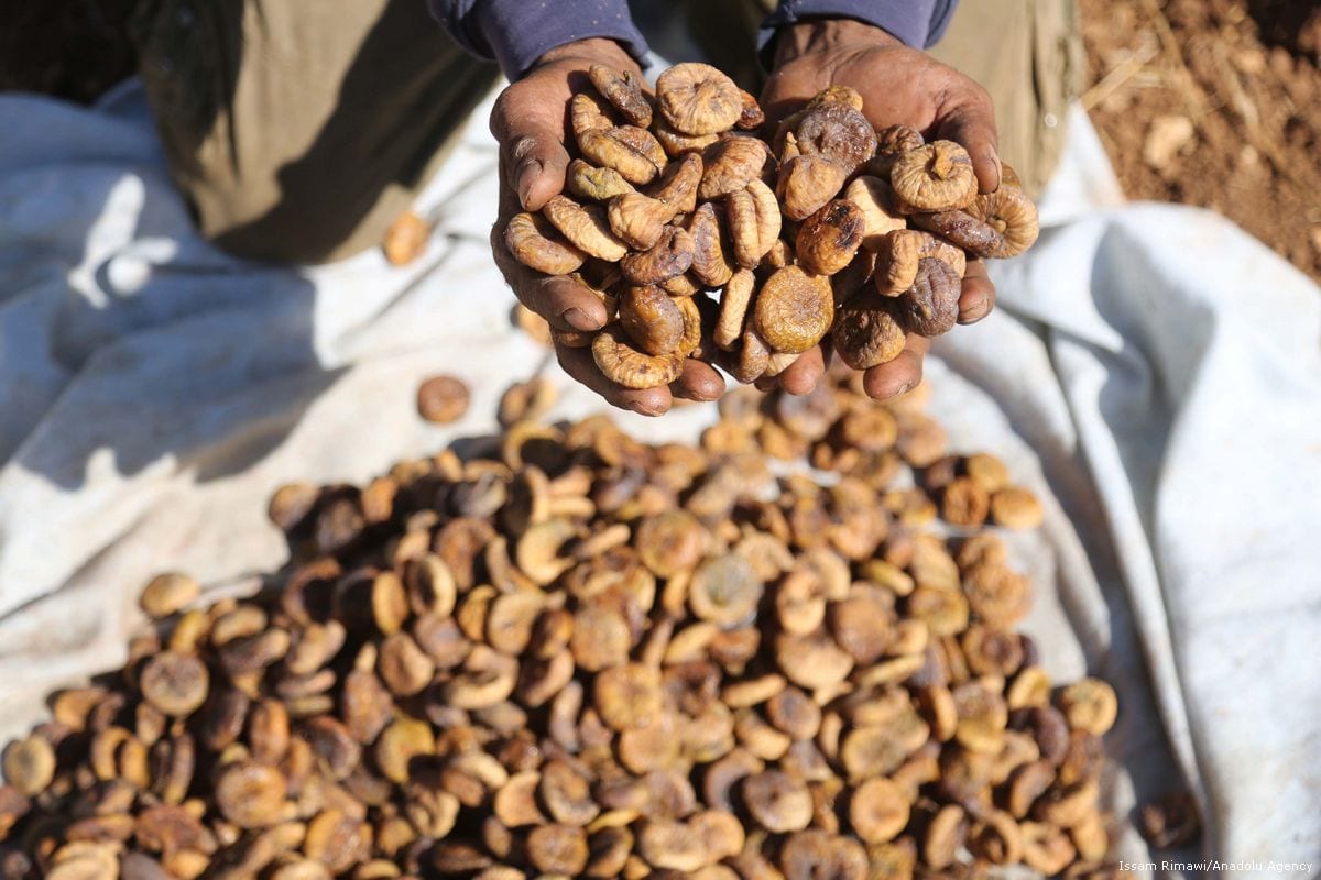 Fig Farm – Middle East Monitor