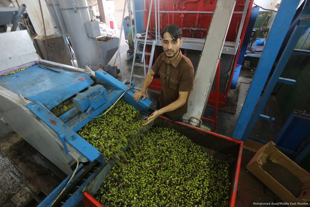 Gaza farmers stretch out an olive branch – Middle East Monitor