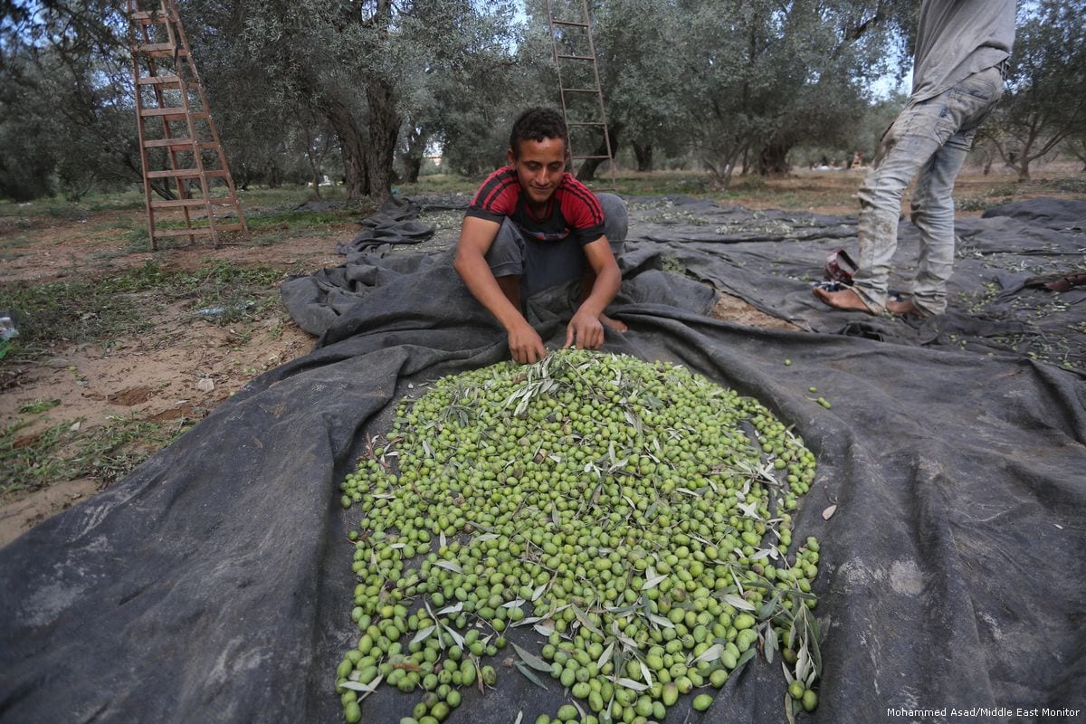Gaza farmers stretch out an olive branch – Middle East Monitor