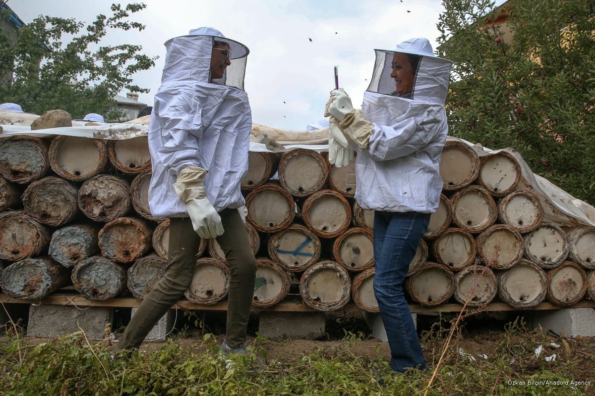 Honey harvest in Turkey – Middle East Monitor