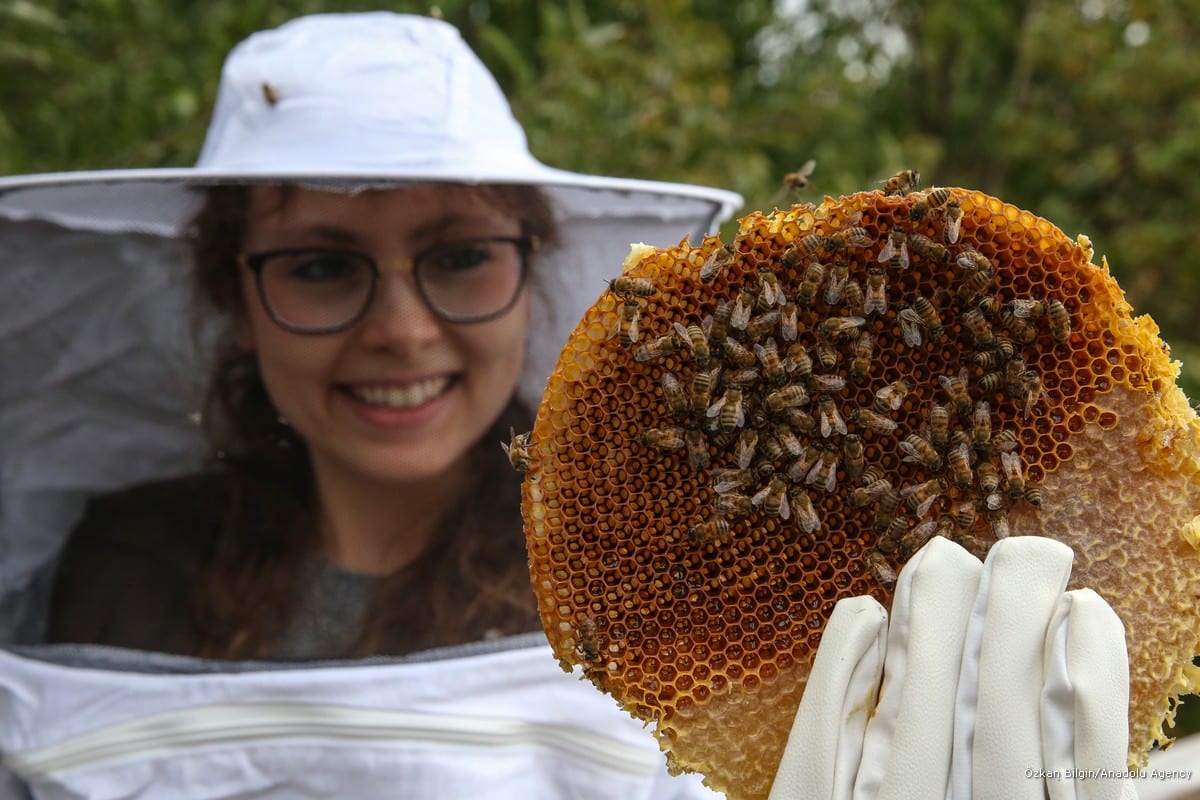 Honey harvest in Turkey – Middle East Monitor