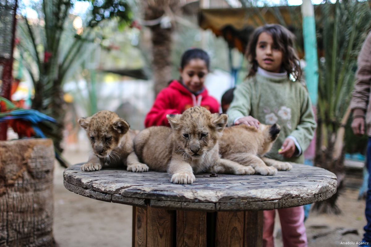 Lion cubs swing into action in Gaza – Middle East Monitor