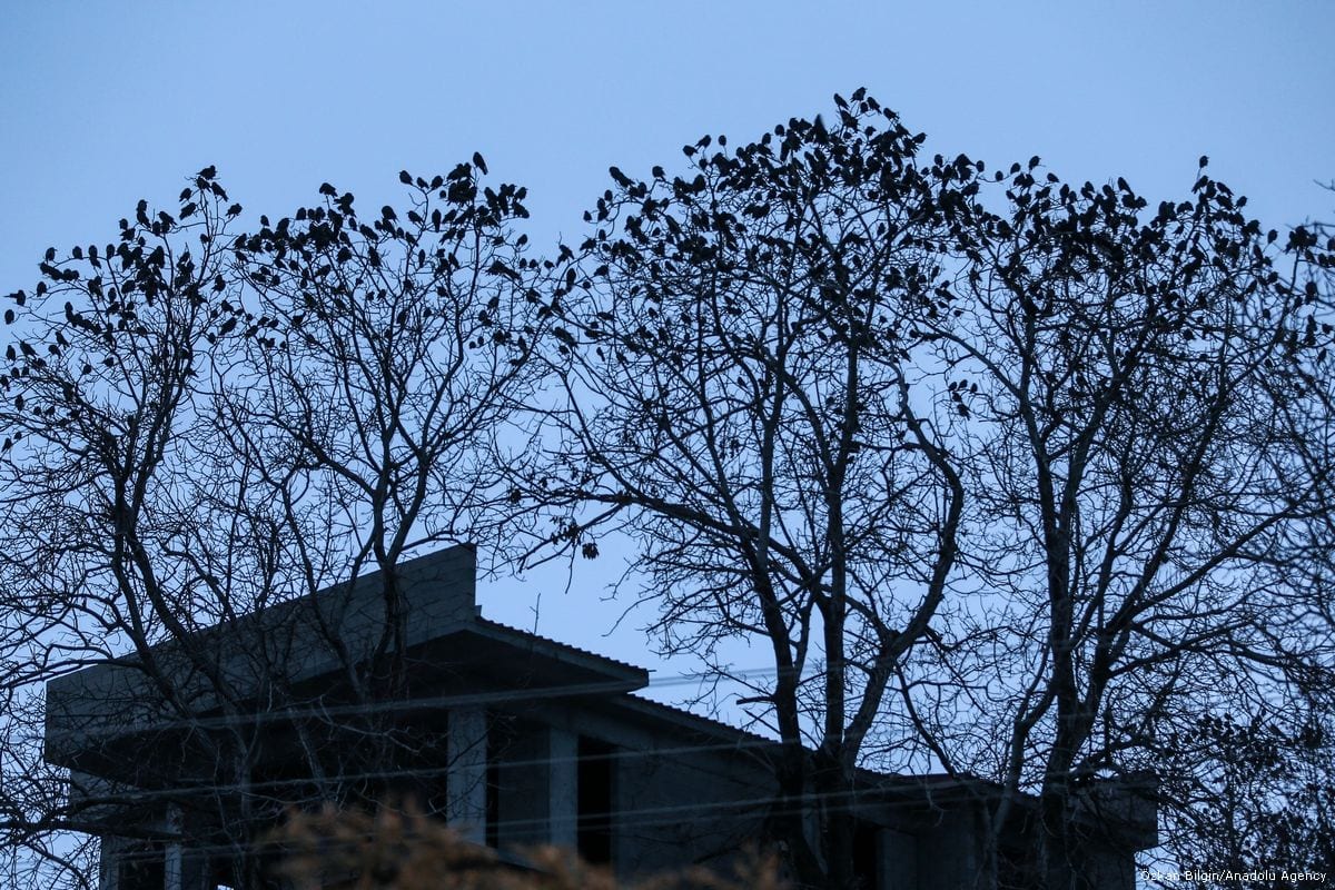 Crows in Turkey`s Van – Middle East Monitor