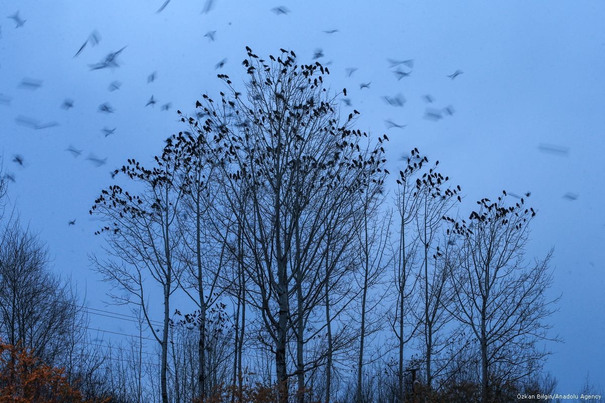 Crows in Turkey`s Van – Middle East Monitor