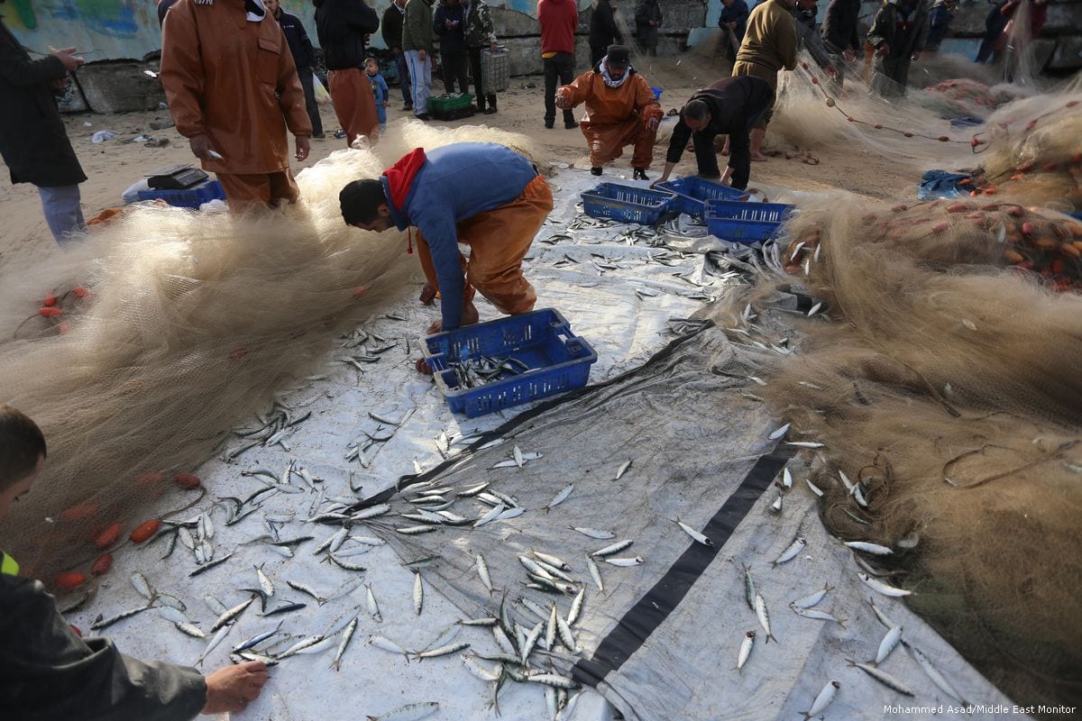 As the frost subsides Gaza’s fishermen catch sardines – Middle East Monitor