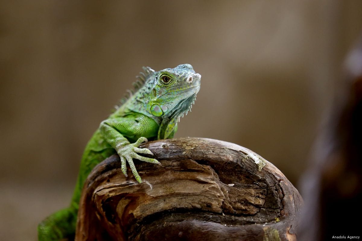 Looking good in Turkey – Middle East Monitor