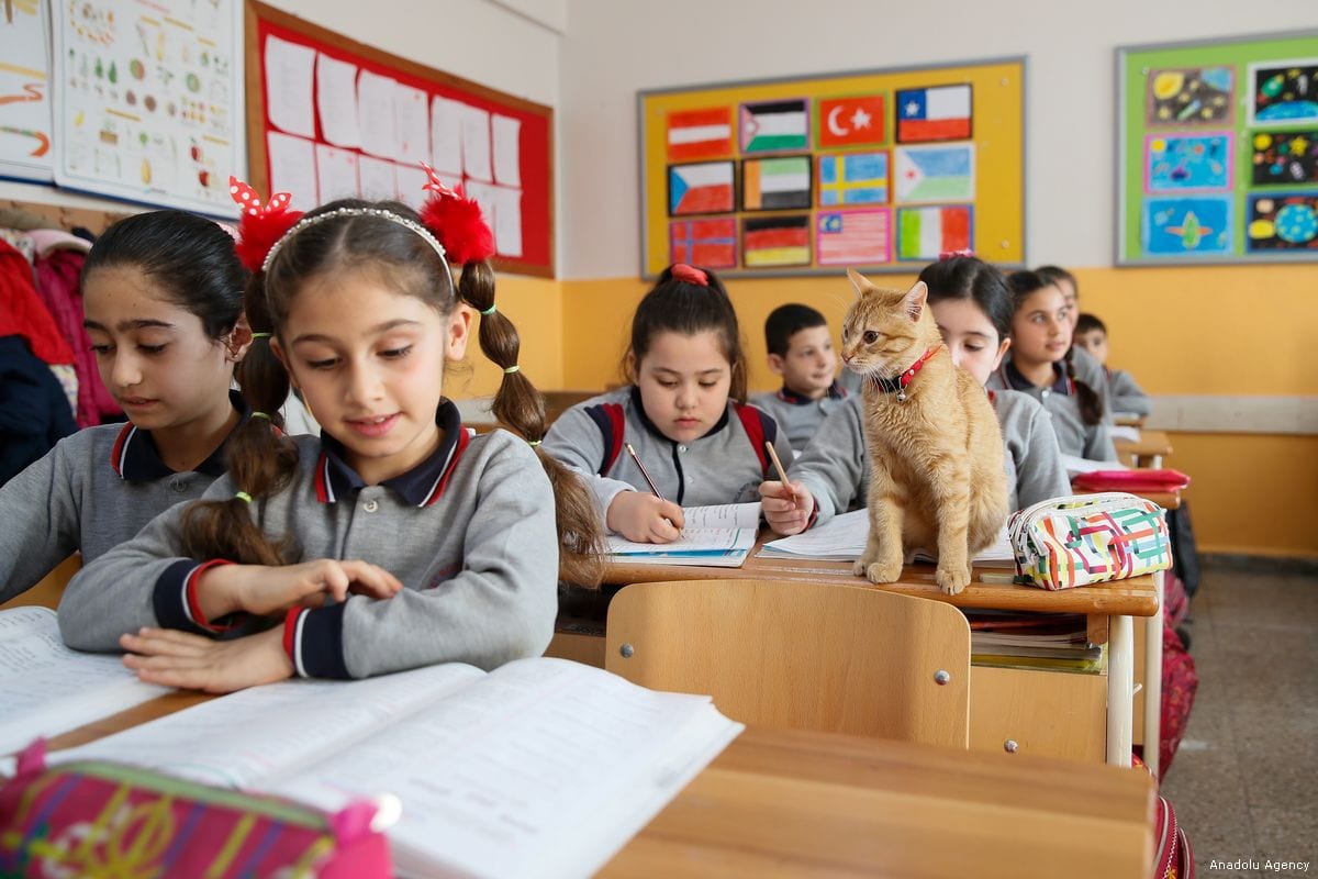 A purr-fect pupil – Middle East Monitor