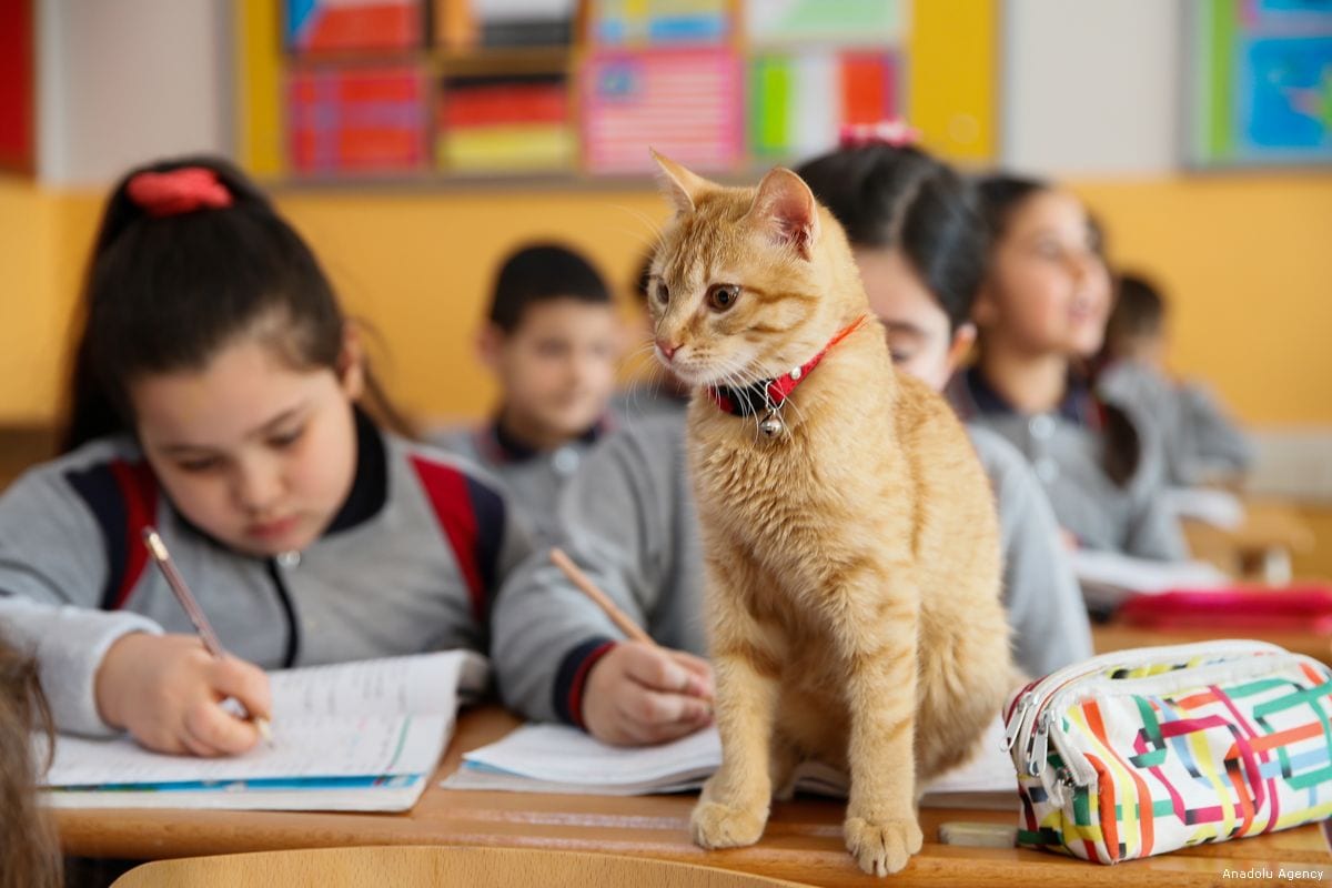 A purr-fect pupil – Middle East Monitor