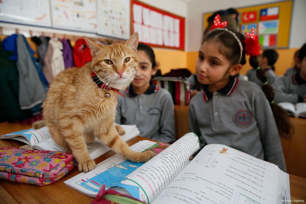 A purr-fect pupil – Middle East Monitor