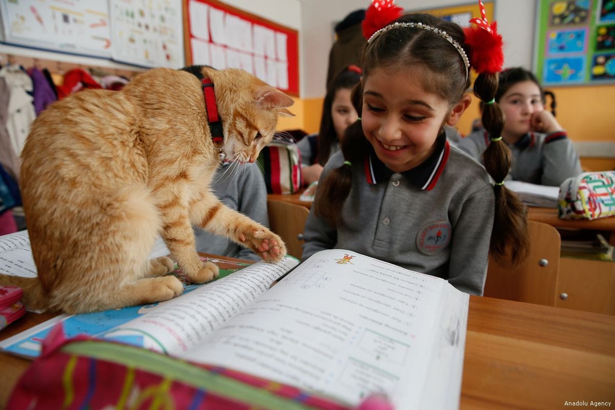A purr-fect pupil – Middle East Monitor