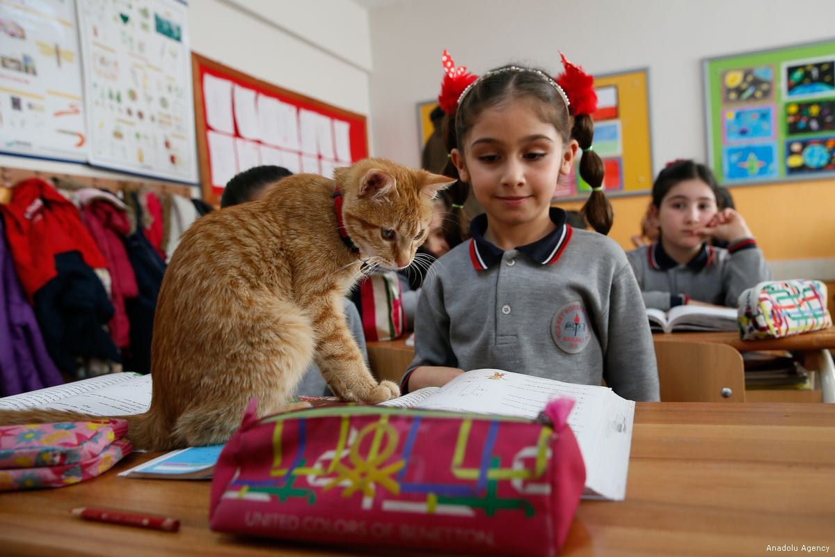 A purr-fect pupil – Middle East Monitor