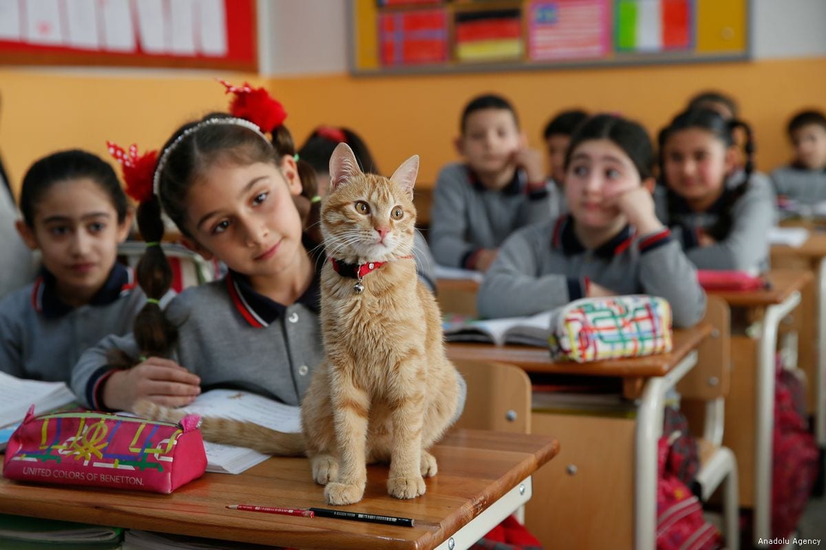 A purr-fect pupil – Middle East Monitor