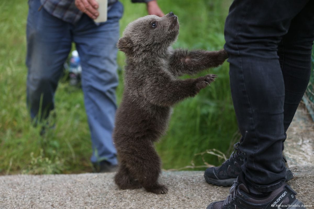 3 bear cubs found in Turkey – Middle East Monitor