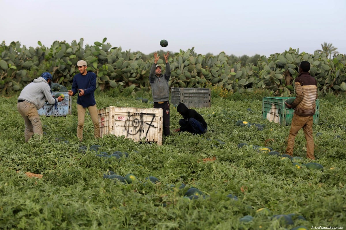 Watermelon season in Gaza – Middle East Monitor