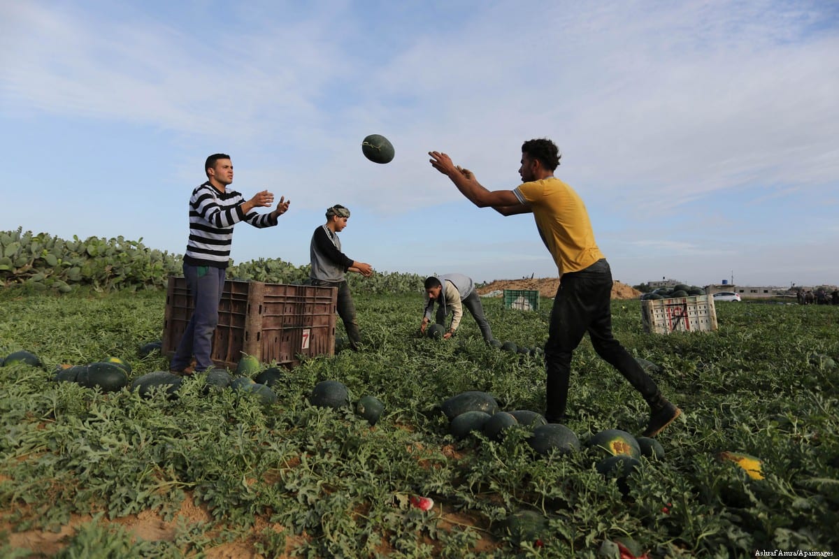 Watermelon season in Gaza – Middle East Monitor